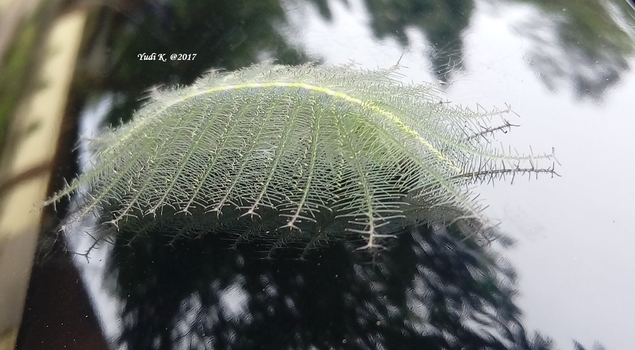 My Art of Living: Ulat Matahari (?)