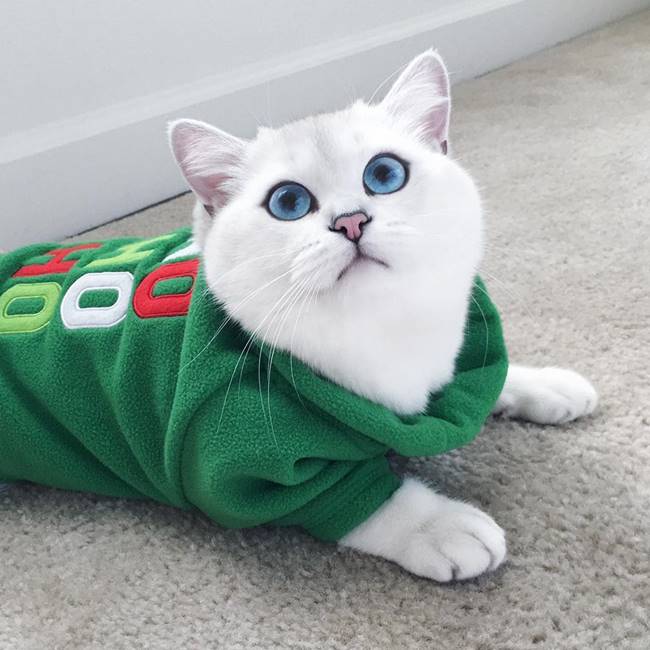 Chingum — Discover Curiosities: Coby The Fluffy Snow Cat With ...