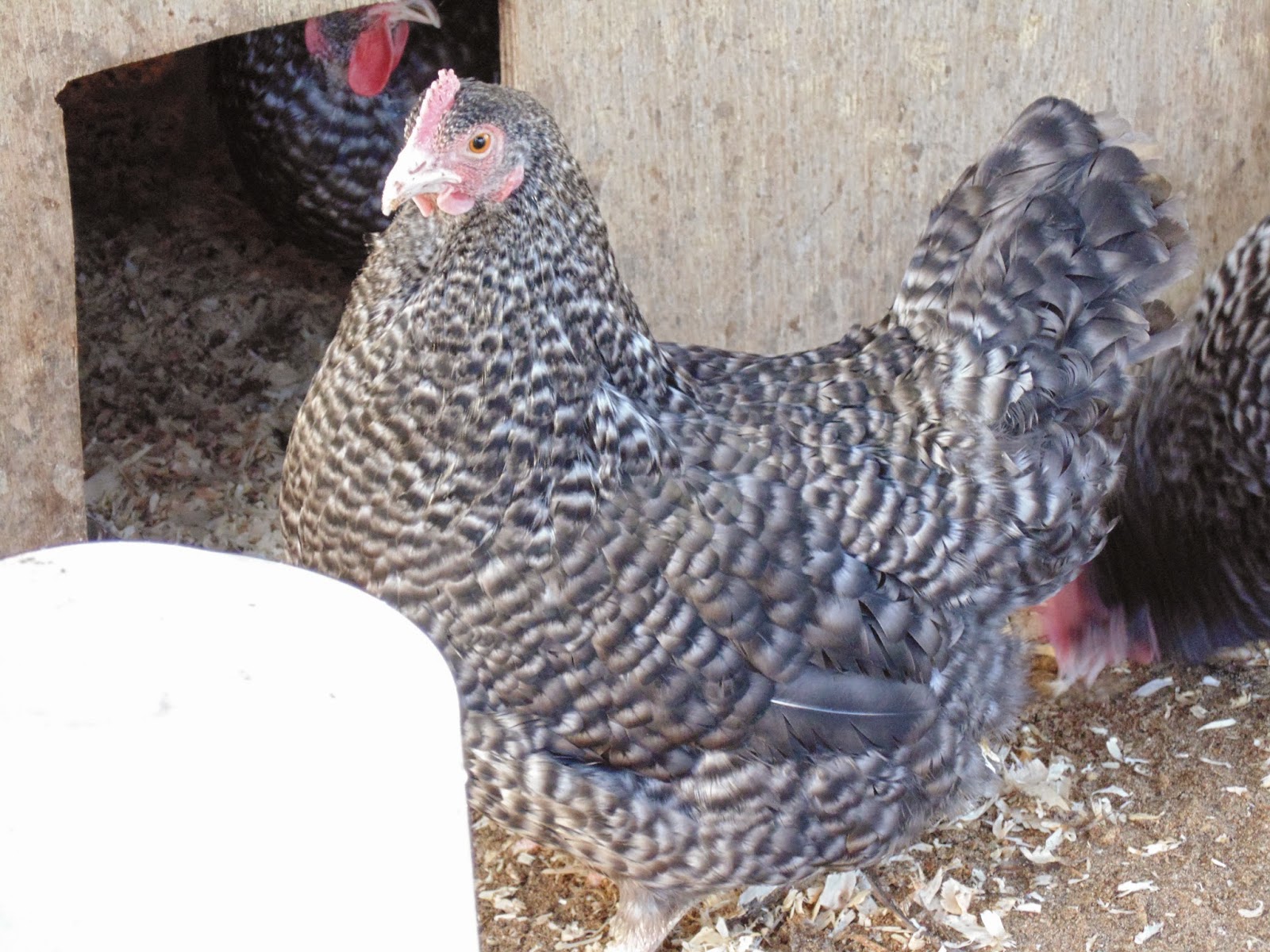 Croft 2A: Cuckoo Scots Dumpies