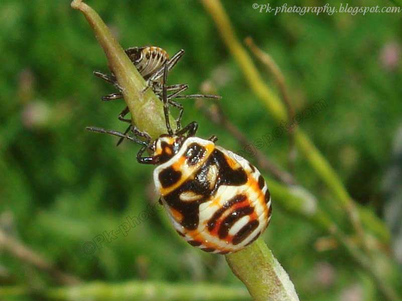 Painted Bug | Nature, Cultural, and Travel Photography Blog