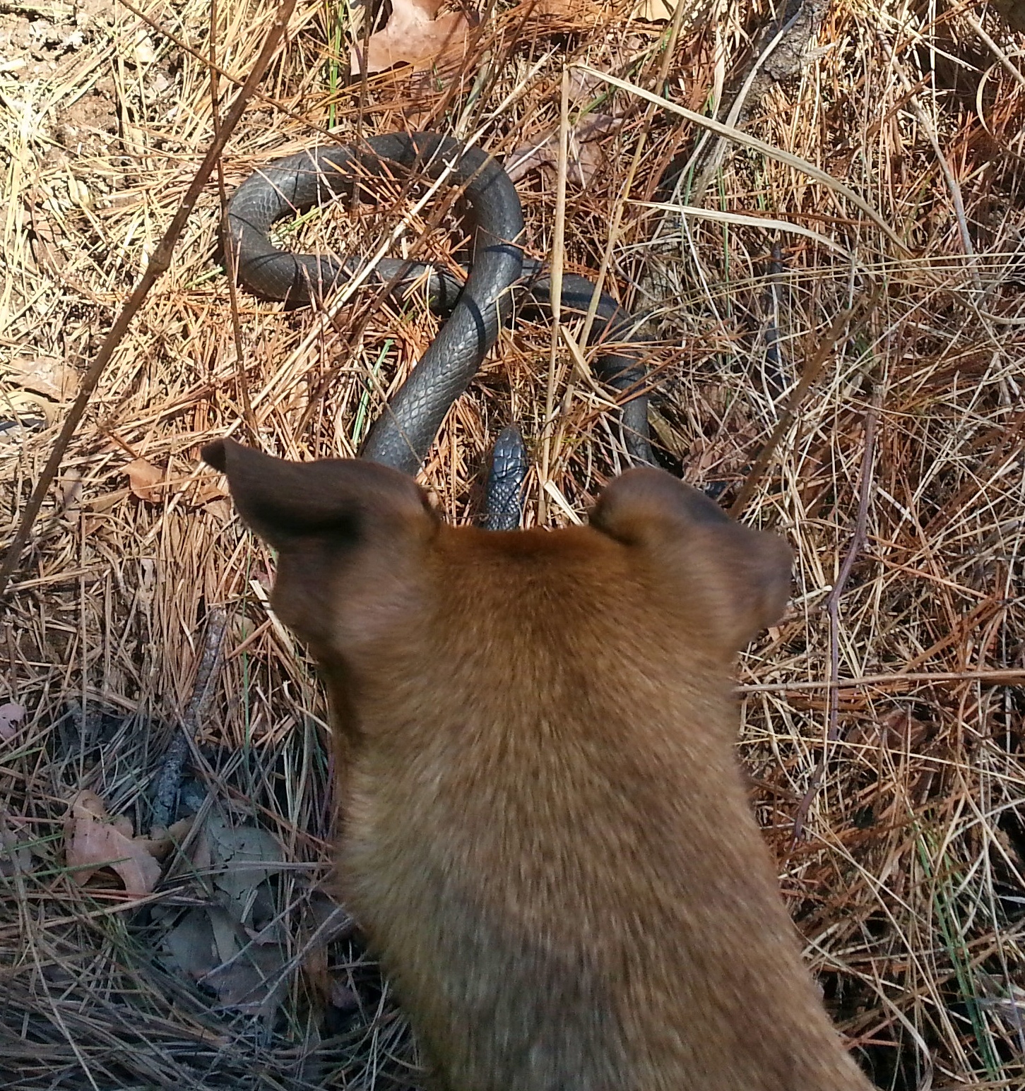 Mango vs The Invisible Snake