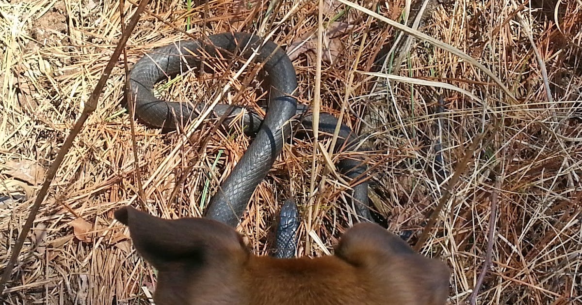 Mango vs The Invisible Snake