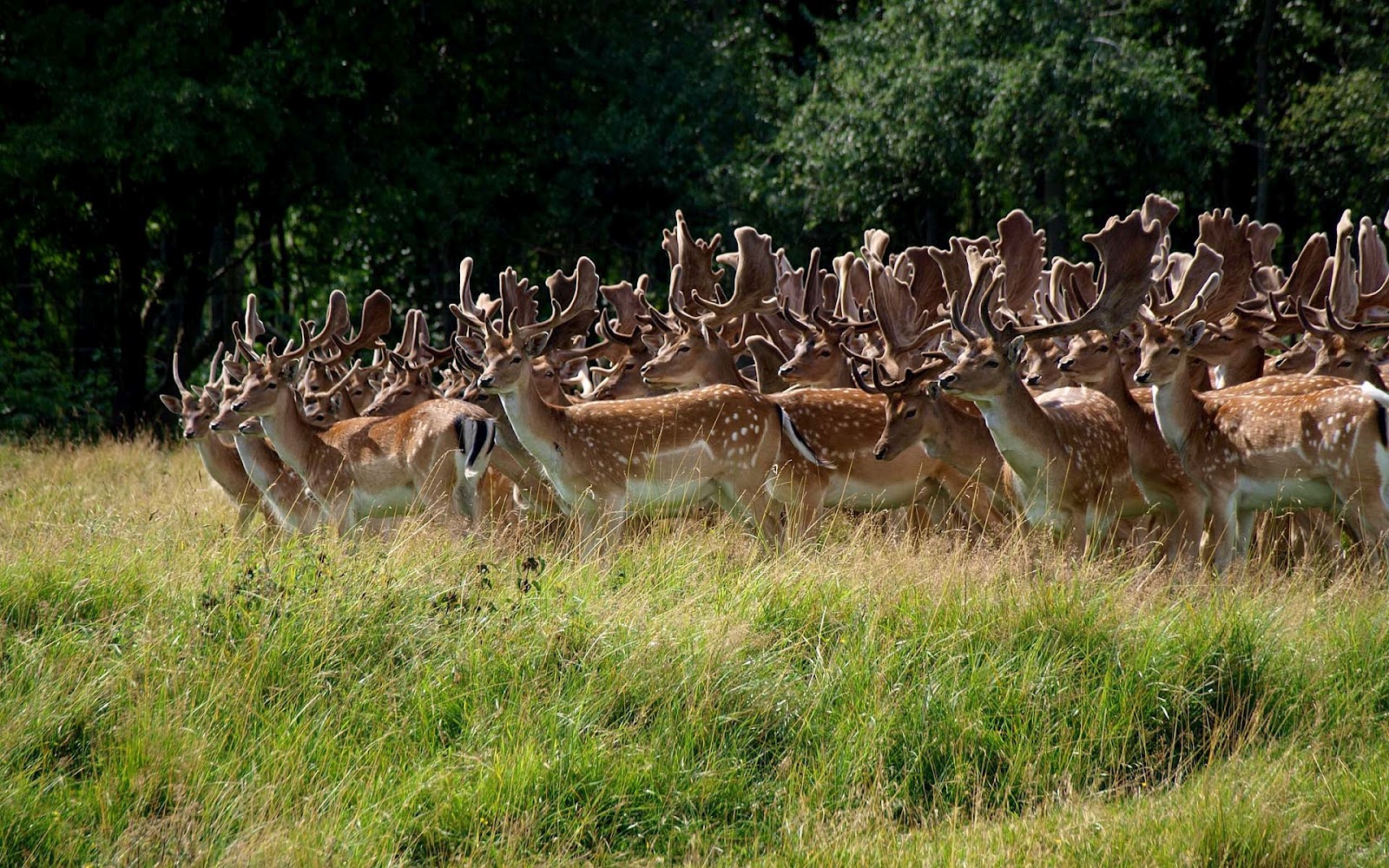 Herten Achtergronden Hd Wallpapers