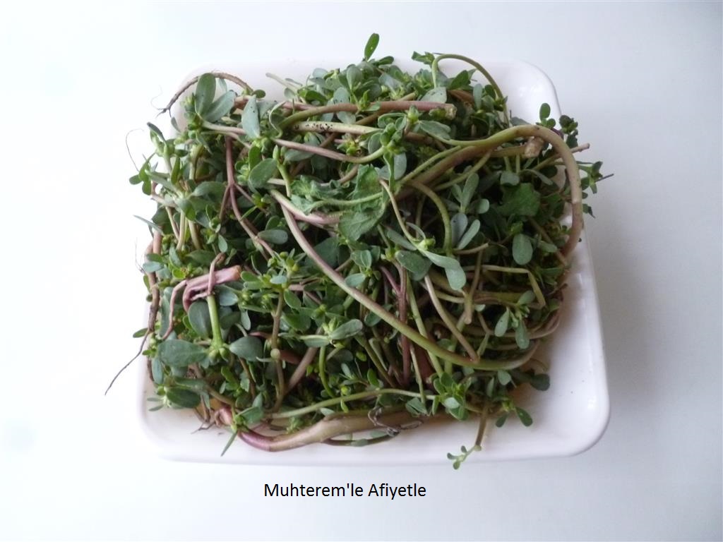 Muhterem'le Afiyetle: SEMİZOTU TURŞUSU