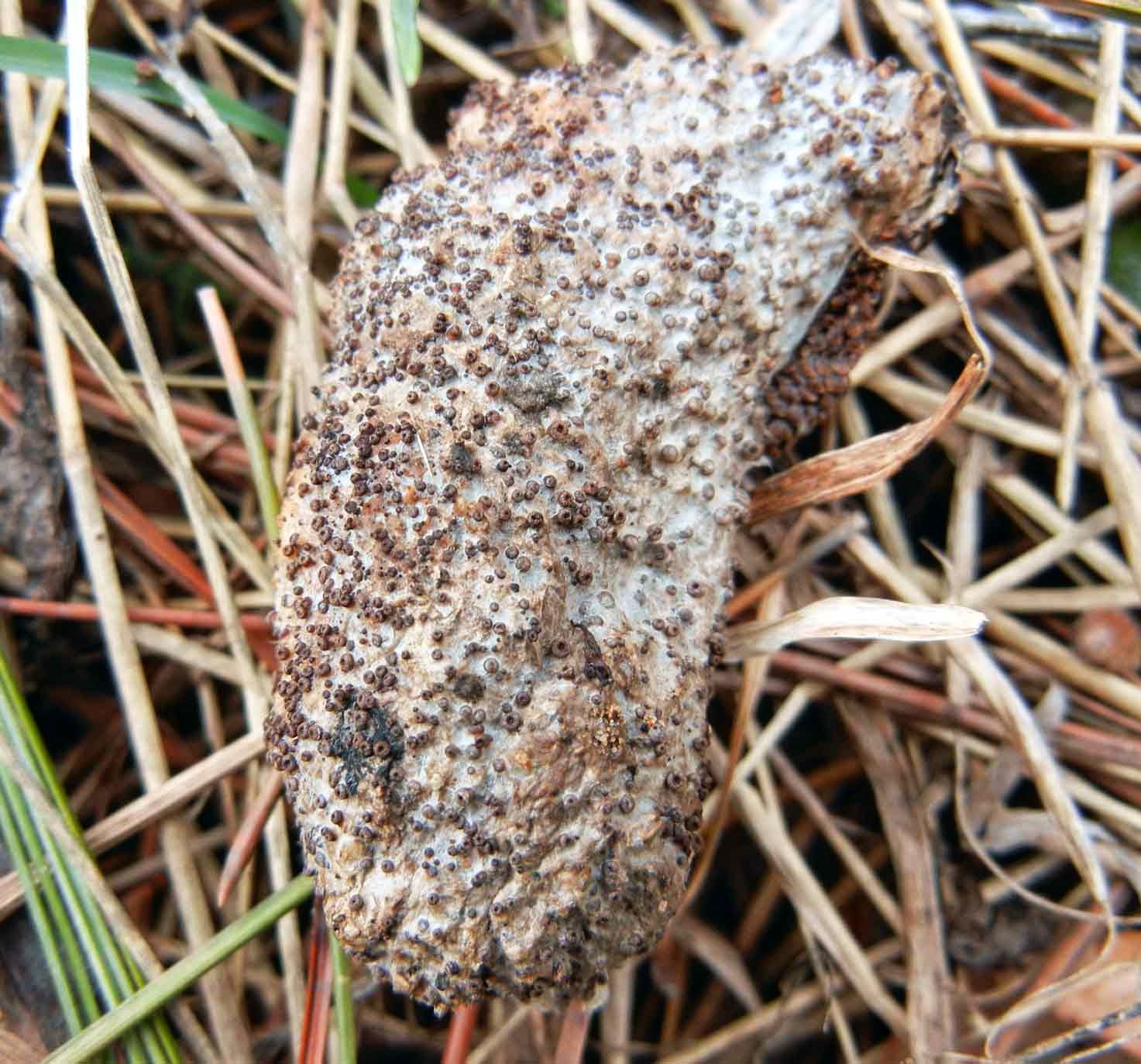 Weird and Wonderful Wild Mushrooms: A Poop & Scoop Ascomycete ...