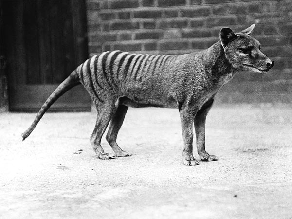 VT Wildlife Biology: Thylacine