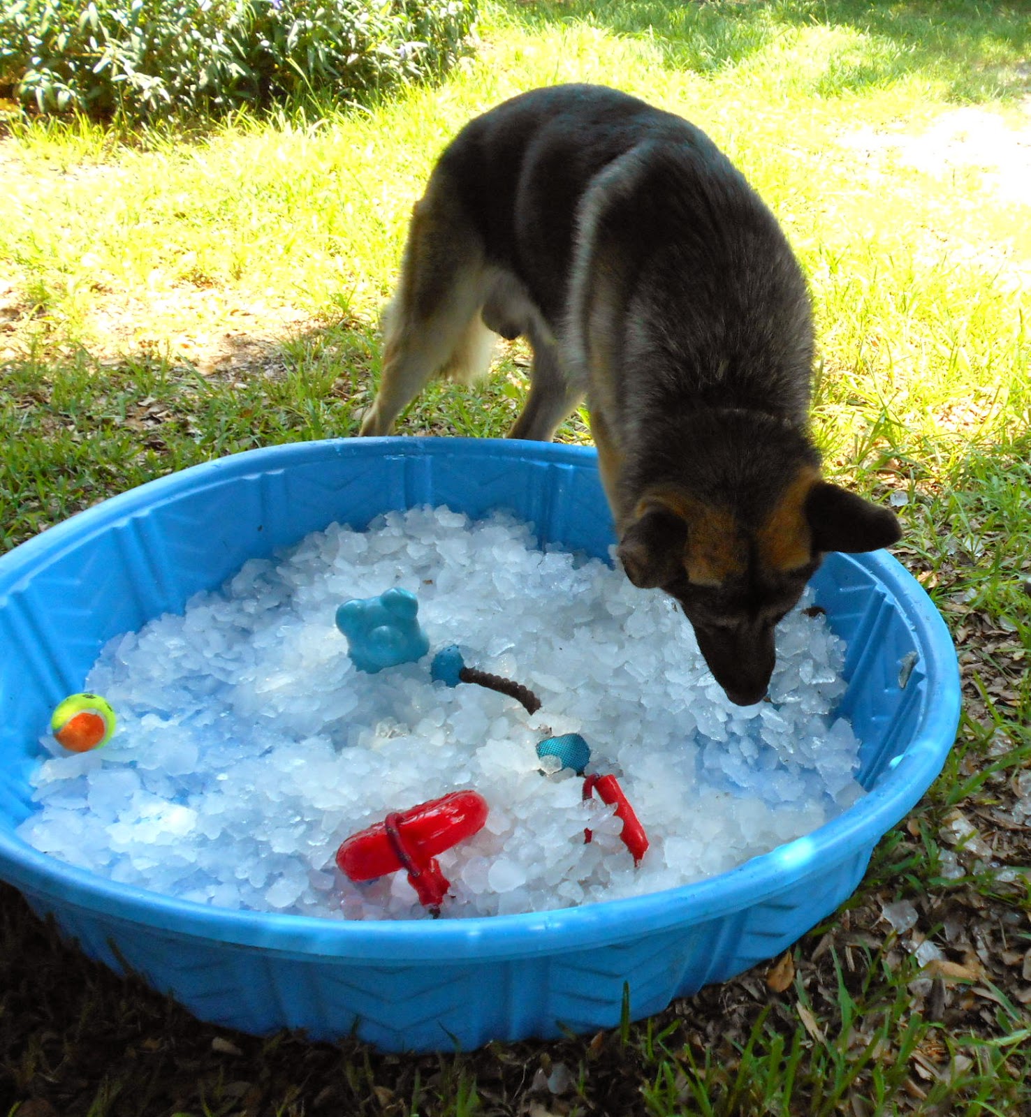 Kelley's Dog Blog: Beat the Heat Fun