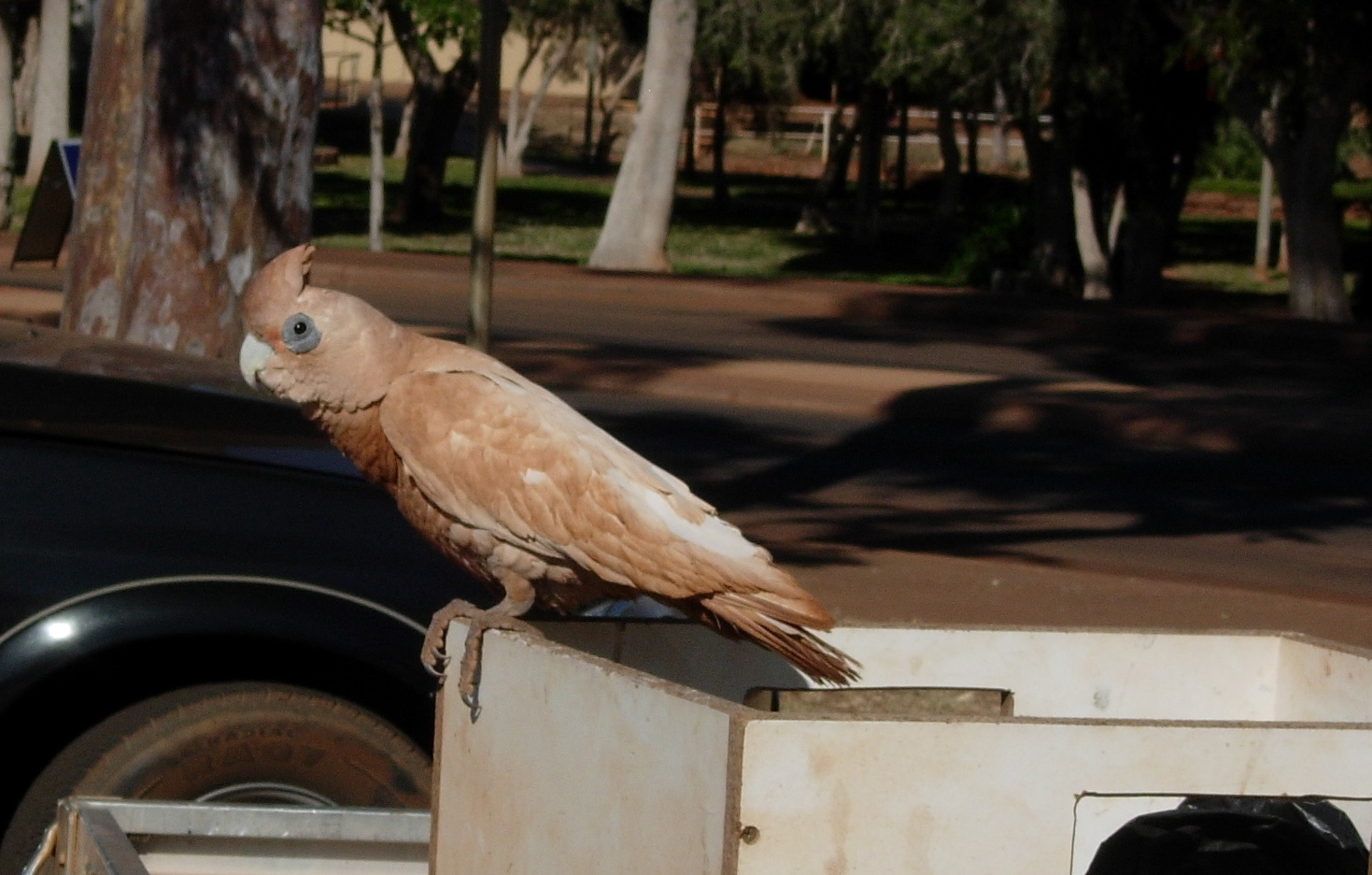 Schoers' Travels: THE PILBARA - RED ROCKS BLOOMING