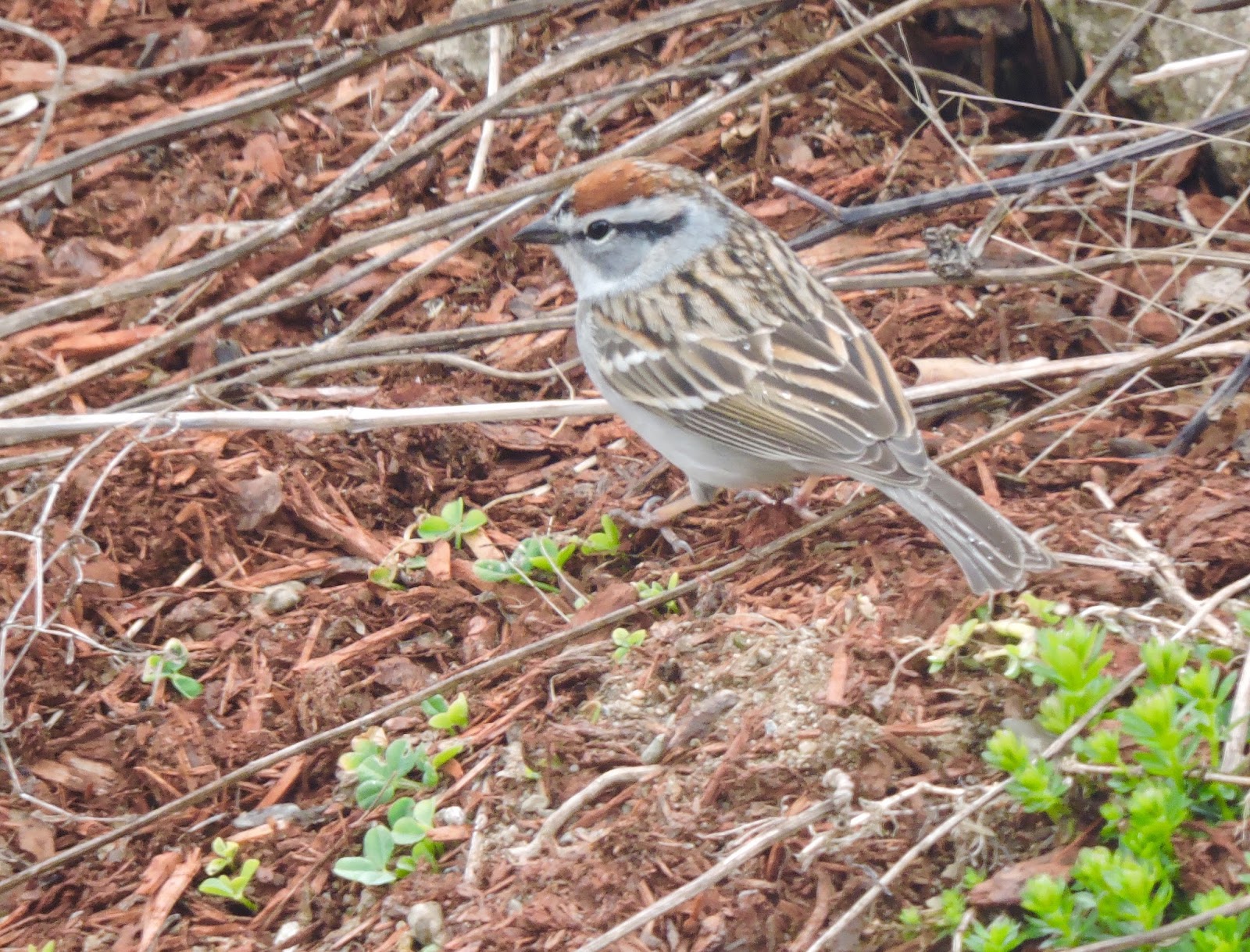 Bev's Nature Blog: Chipping Sparrow