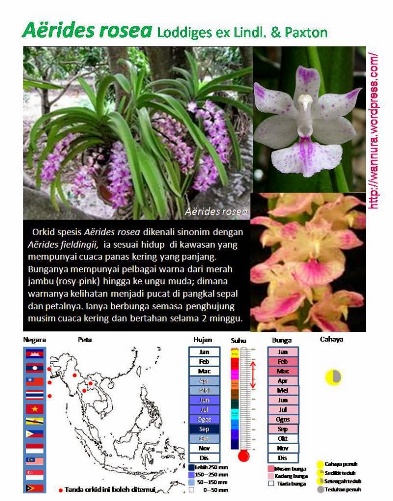 Majukan Diri dengan Bizz: Jenis Jenis orkid liar hutan