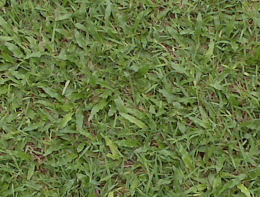 Terbaru 31+ Rumput Gajah Lokal