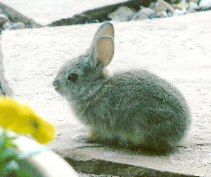 Unraveling Threads: Spring Bunnies