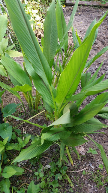 Warisan Petani: Sayur Kampung Keliling Rumah 1