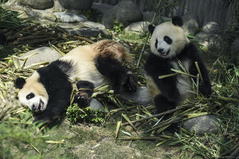 PANDI-PANDAS: CURIOSIDADES DEL OSO PANDA.
