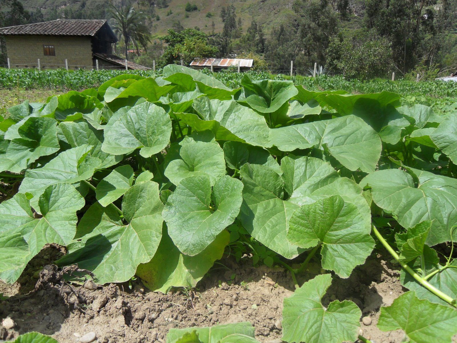 MATEMÁTICA ACTIVA EN LA UNIDAD EDUCATIVA SÍGSIG: Continuamos con ...