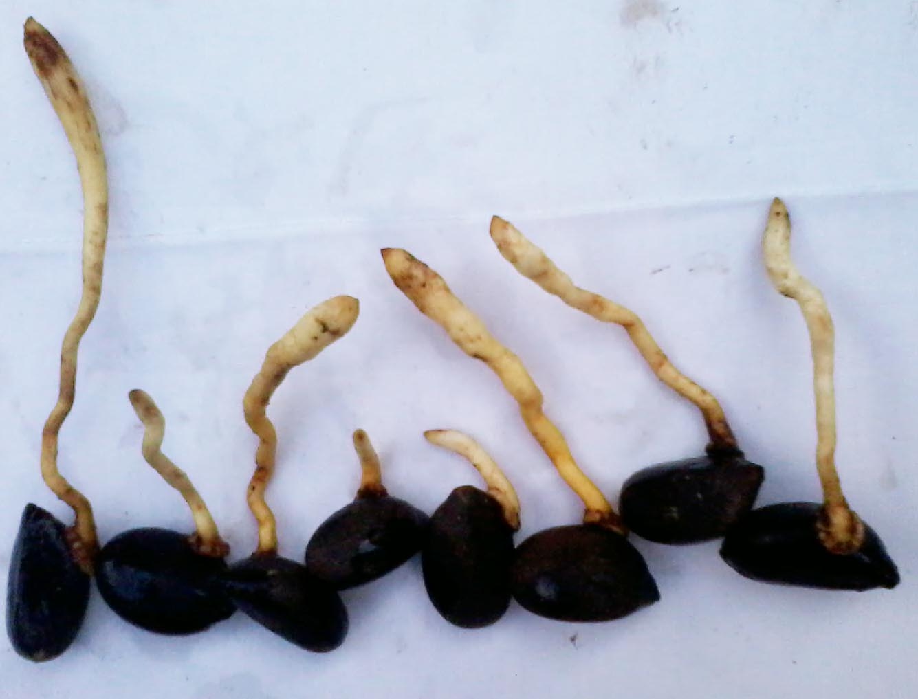 Bibit Sawit, Karet dan Aren: Aren, Enau, Tanaman Pencetak Miliarder