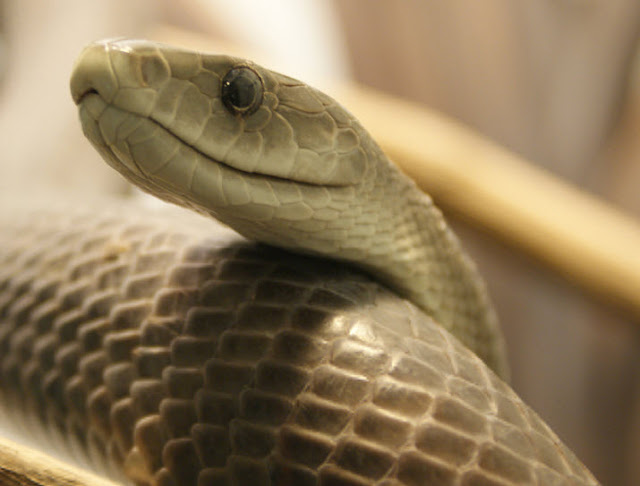 Black Mamba | The Biggest Animals Kingdom