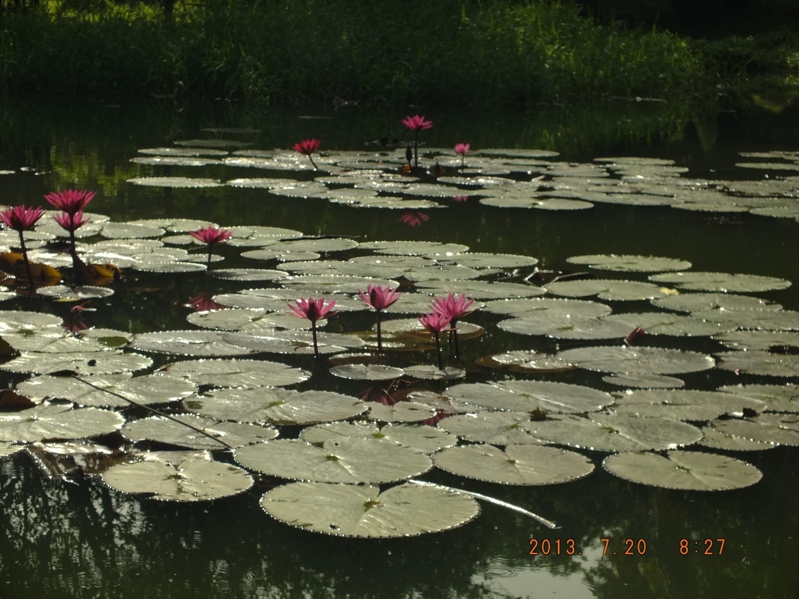 Photography with Dr. Ernie.: Lotus pond at UP Sunken Garden