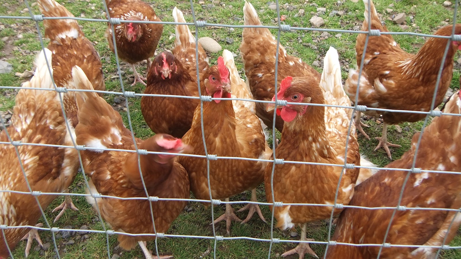 Lunch at Greendale Farm Shop