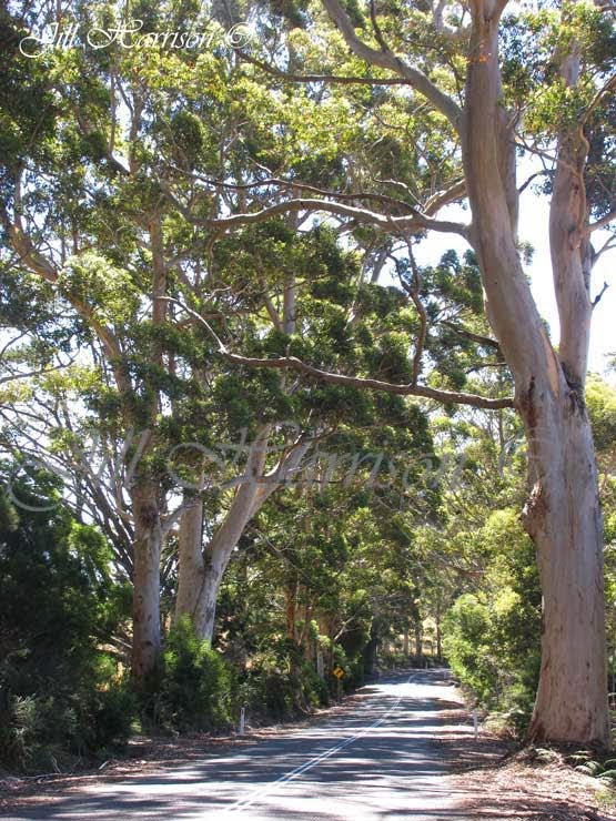 Life Images by Jill: On the road again - Denmark weekend, Western Australia