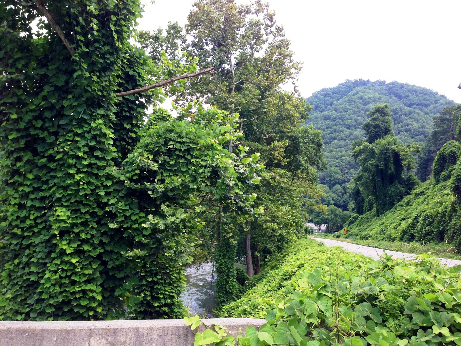 Ruminations and Reflections by Rebecca Elswick: My Kudzu Kingdom
