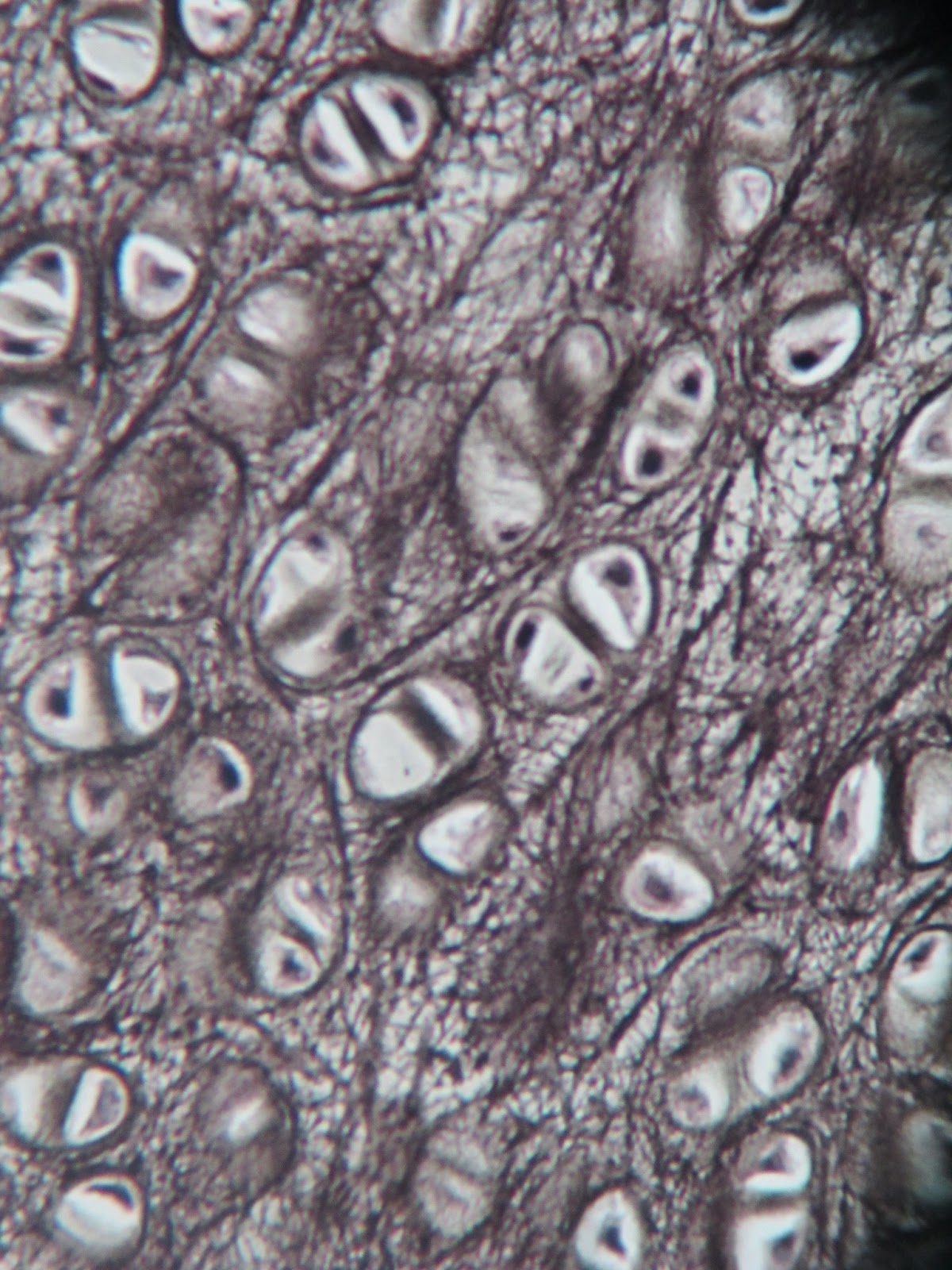 Atlas de Histologia: tecido cartilaginoso