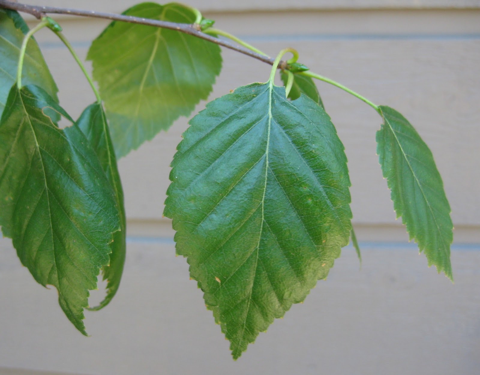 Trees of Santa Cruz County: Betula papyrifera - Paperbark Birch