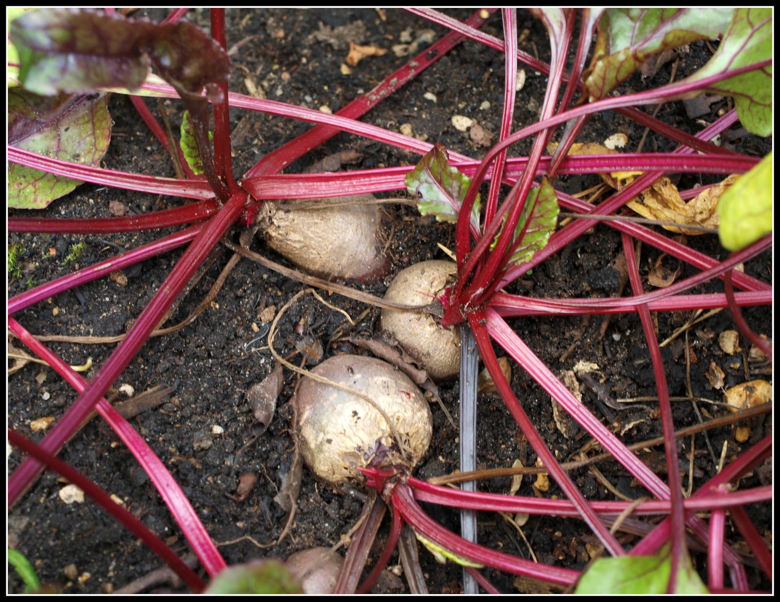 Mark's Veg Plot: Parsnips and Beetroot