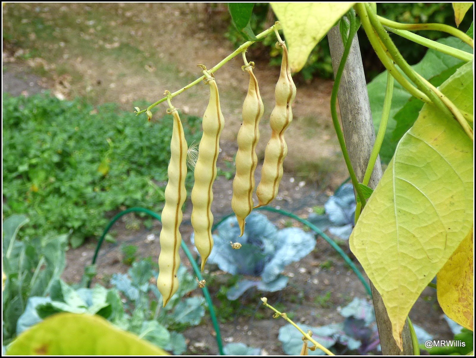 Mark's Veg Plot: Shelling-beans