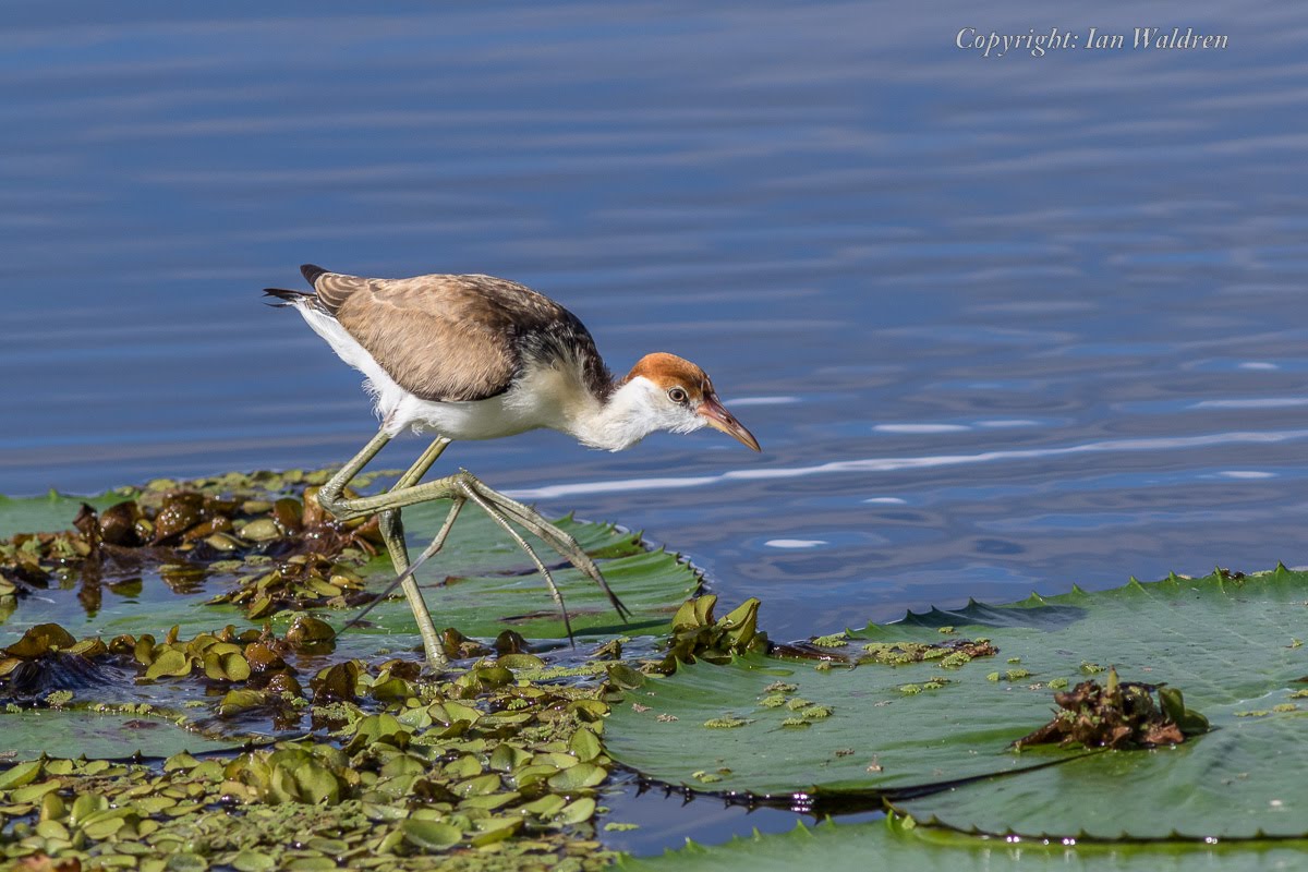 WILD TROPICAL QUEENSLAND: Shore & Water Birds