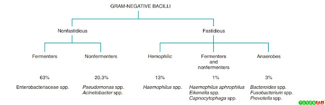 [Microbiology] Atlas of Haemophilus and Other Fastidious Gram-Negative ...