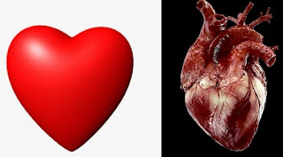 De ce simbolul inimii nu arată ca o inimă reală? - diane.ro