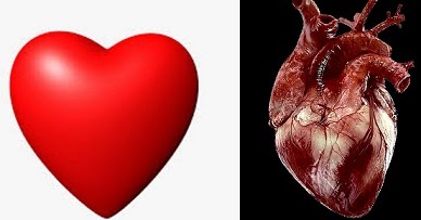 De ce simbolul inimii nu arată ca o inimă reală? - diane.ro