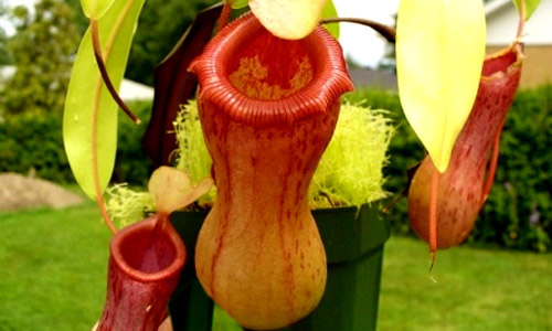 Mengenal Bunga Kantong Semar - Media Edukatif