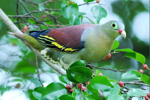 SIRI II MATLAMAT MENGHALALKAN CARA: SAIFUL EZRAL MACAI DZULKIFLI ...
