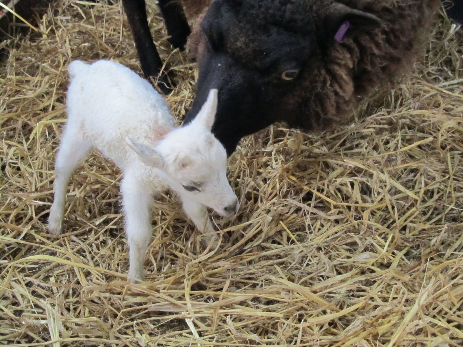 Fair Isle: Happy Easter & Ba Ba Baby Lambs!