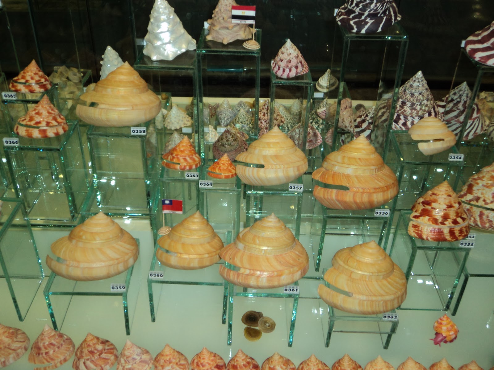 SiputKuning Journal: The Patamakanthin's Shell World-Sharing the Love ...