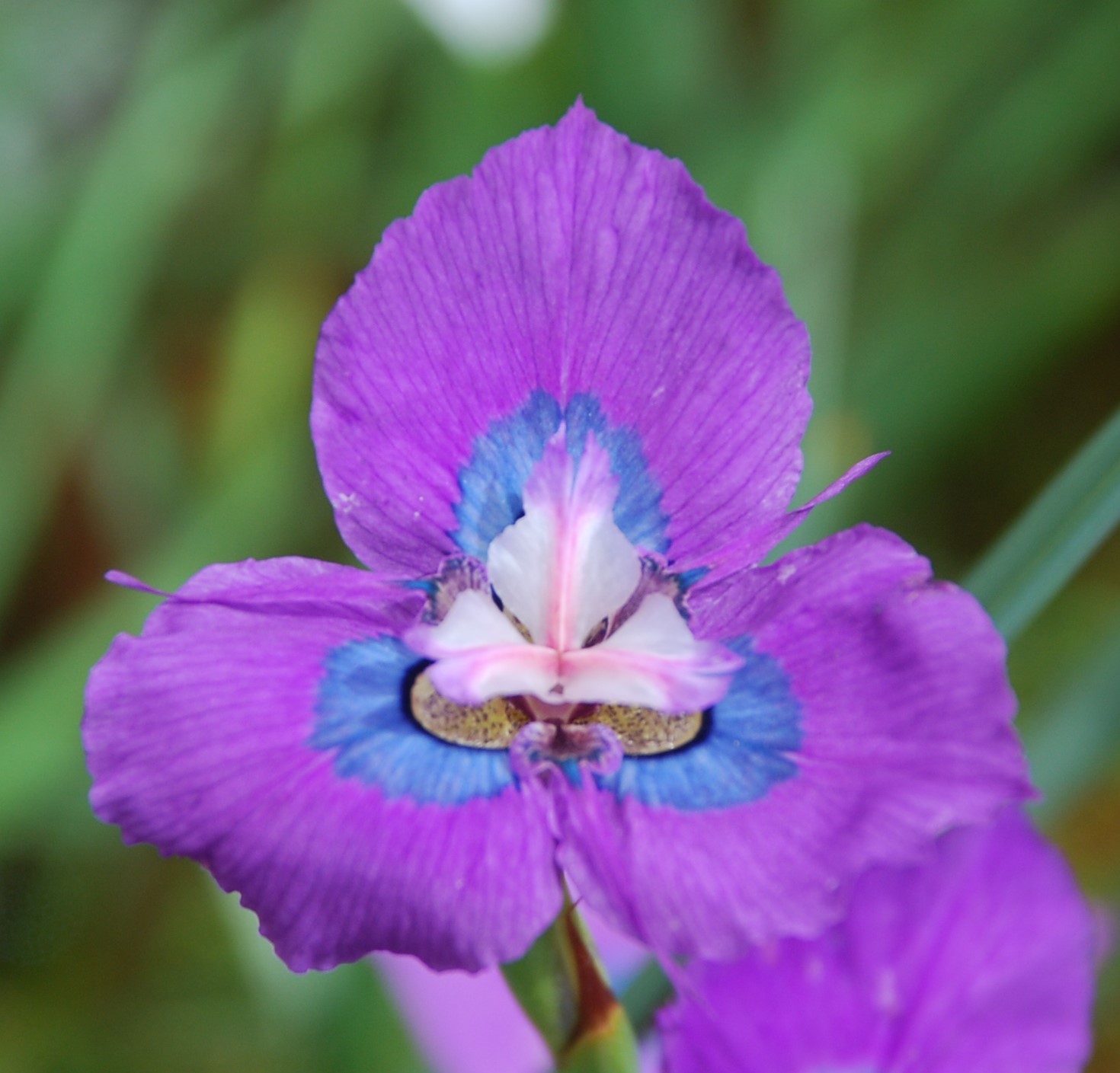 Growing Cool Plants: Moraea villosa Color Forms