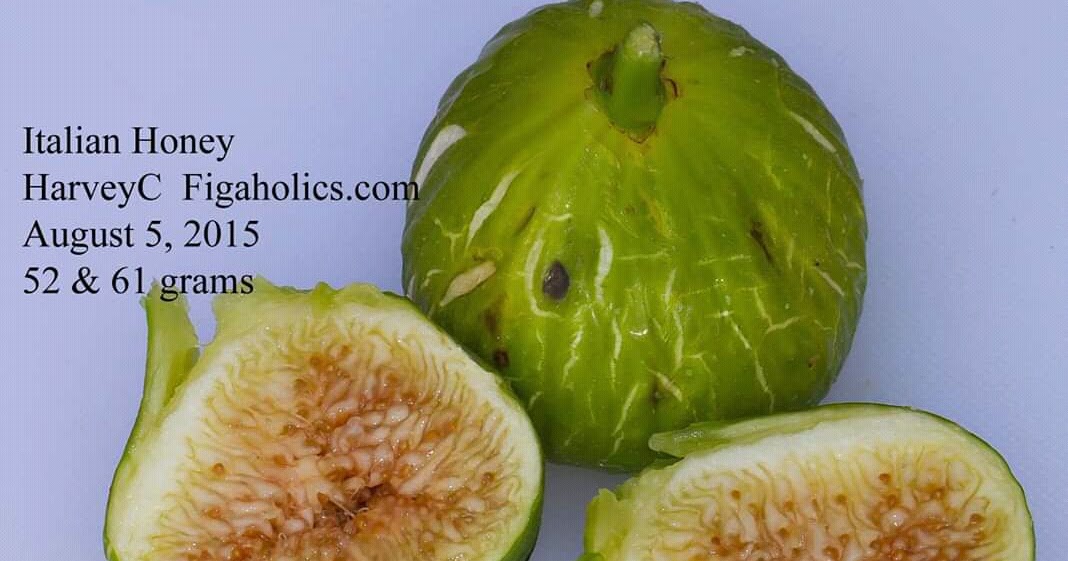 Italian Honey Fig - Var Tin