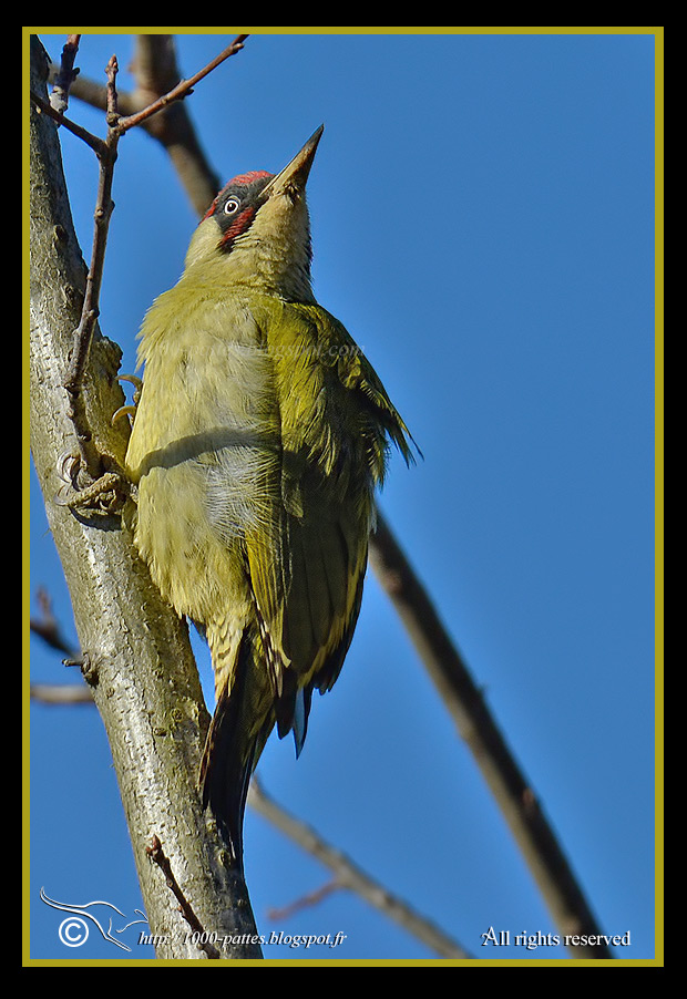 WILDLIFE GATEWAY: Pivert mâle