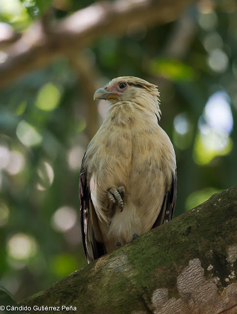 CHIMACHIMA - Milvago Chimachima | Observatorio de la Naturaleza