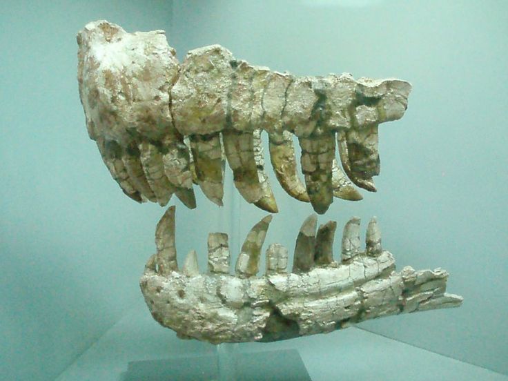 Noticias de Paleontologia: Genyodectes serus, el primer dinosaurio ...