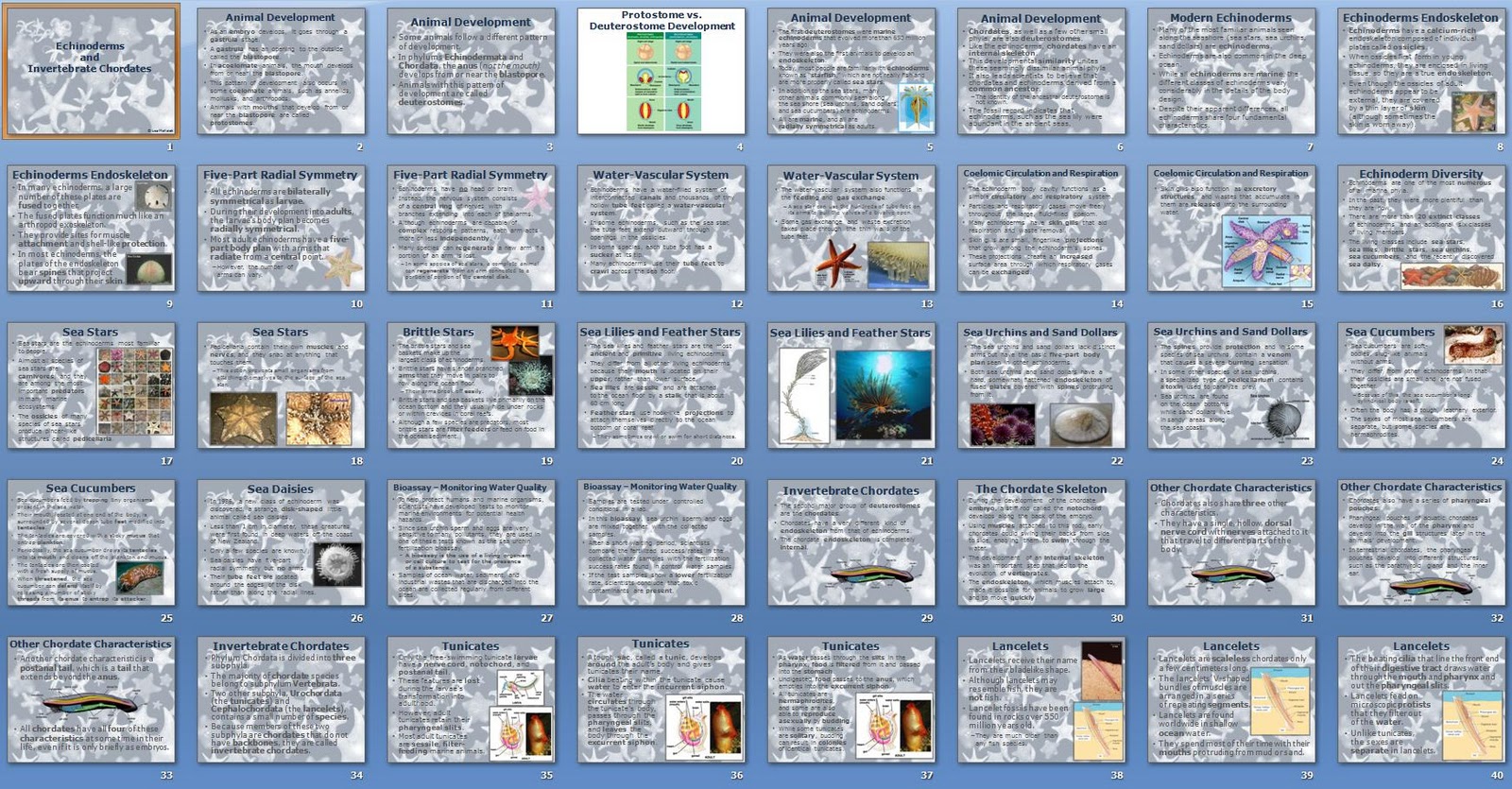 The Lesson Guide: Echinoderms Invertebrate Chordates Unit Bundle - 8 Files