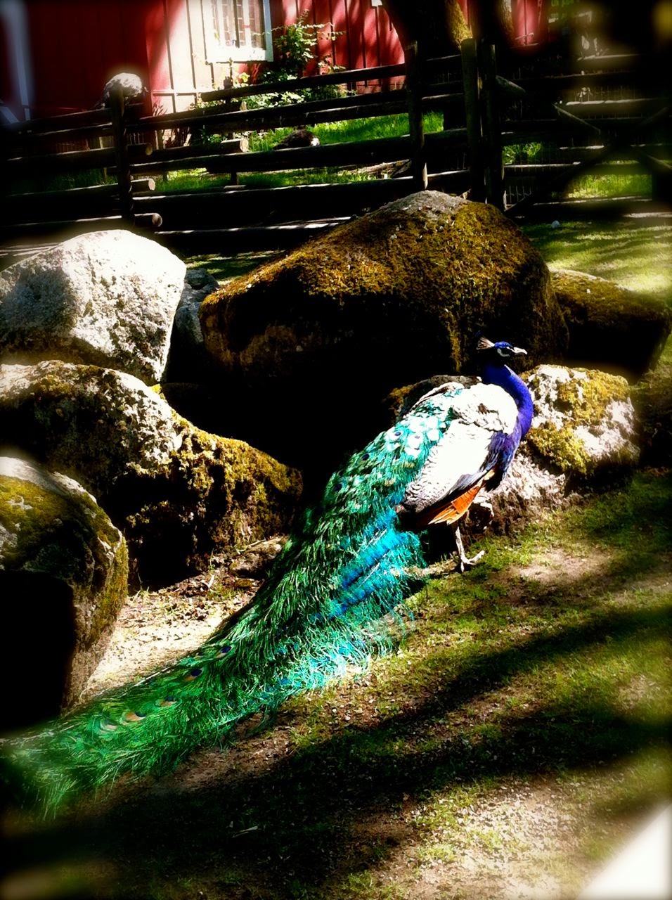 hostess of the humble bungalow: Birds of a feather...