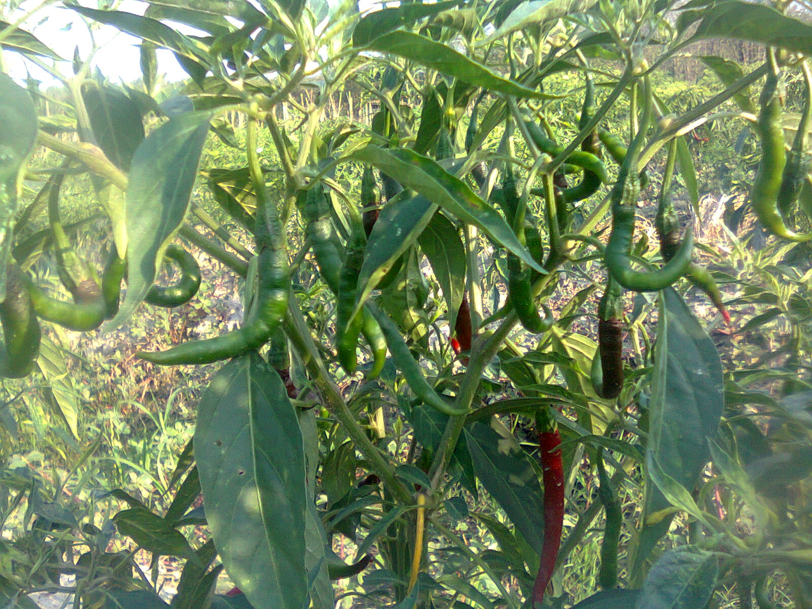 Foto-Foto Kebun Cabai Rawit Hijau Paling Keren di Daerah Pegunungan ...