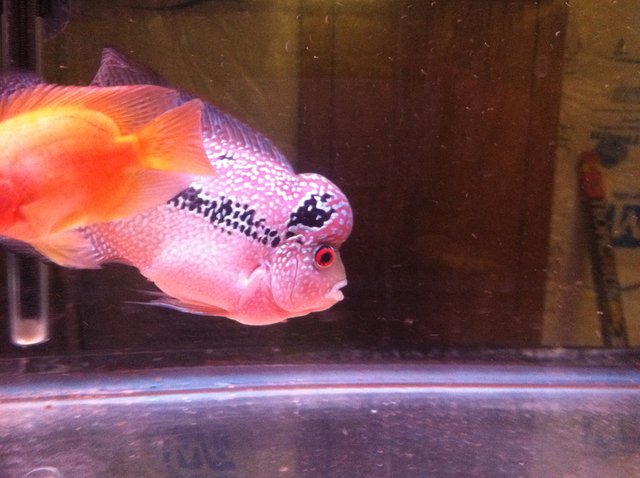 Flowerhorn The Hybrid Cichlids: Vietnam Red Tanking Kamfa ( F1 X F2)