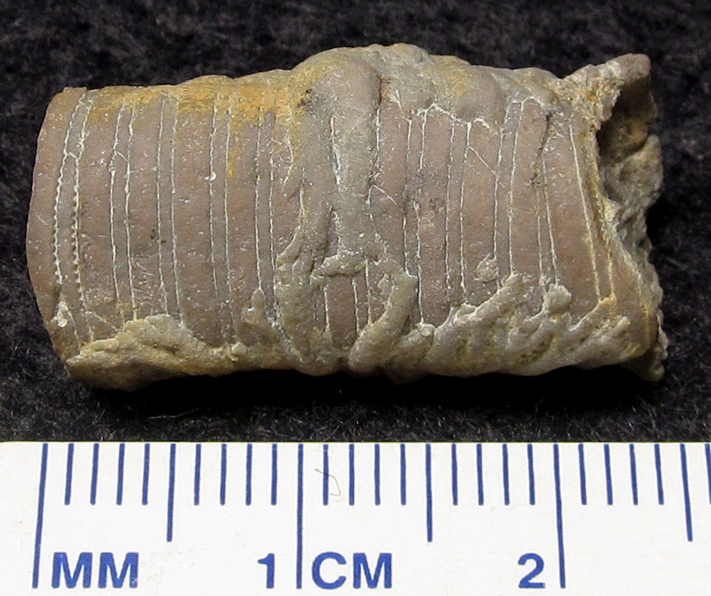 Louisville Fossils and Beyond: Crinoid Holdfast on Dead Crinoid Stem