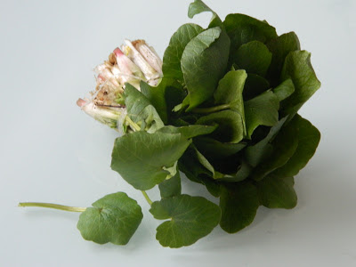 Untişor (Ranunculus ficaria)