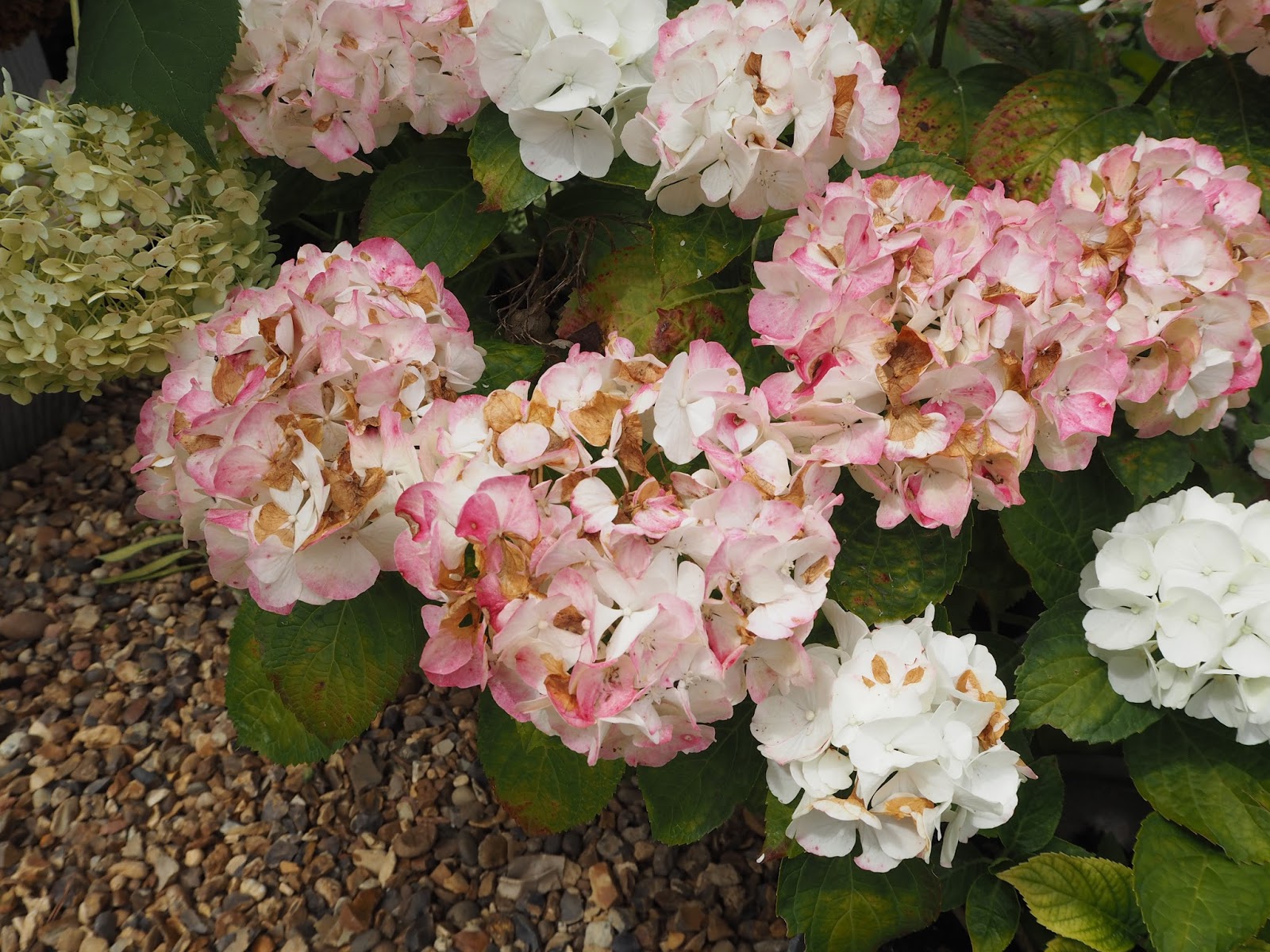 Garden // My Top Tips for Growing and Drying Hydrangeas {even in pots ...