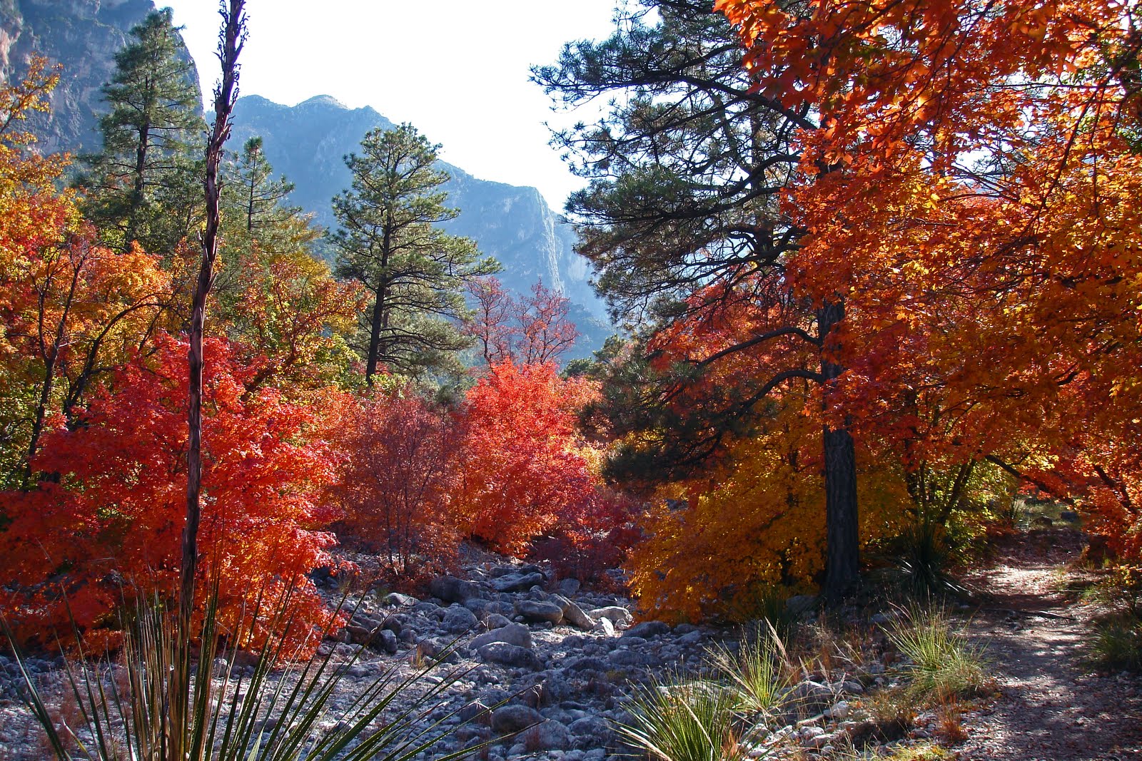 the NAVASOTA CURRENT: Autumn is always welcome: Color in Texas!